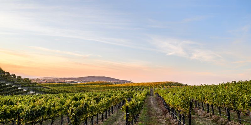 Vineyard Fungicides Pose a Threat to Survival of Wild Birds | Lab Manager