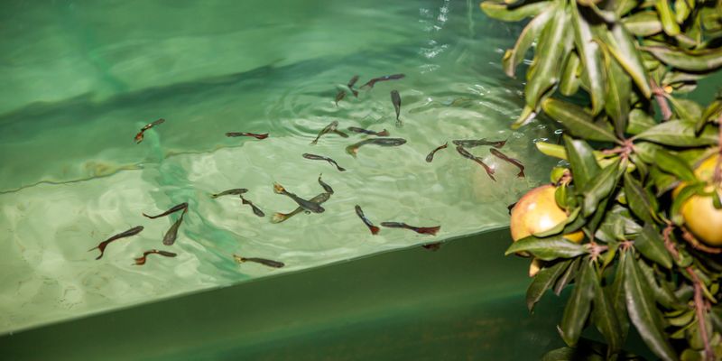 Tiny Fish Surprise Scientists in ‘Volunteer’s Dilemma’ | Lab Manager