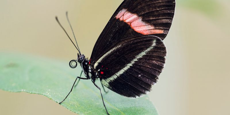 Butterfly Species’ Big Brains Adapted Giving Them a Survival Edge, Study Finds | Lab Manager