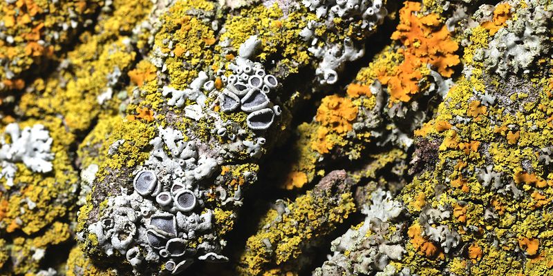 Climate Change Threatens 771 Endangered Plant and Lichen Species | Lab Manager