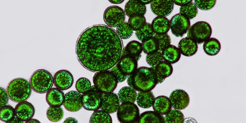 Unveiling the Secrets of Microalgae to Cope with Environmental Challenges | Lab Manager