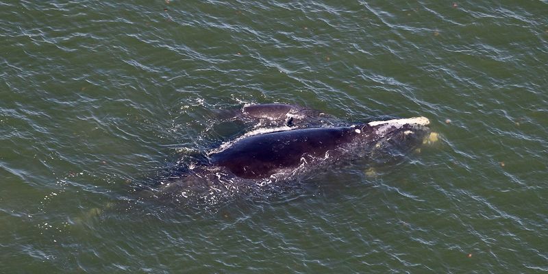 Scientists Solve ‘Enigma’ of Pygmy Right Whales’ Feeding Habits | Lab ...