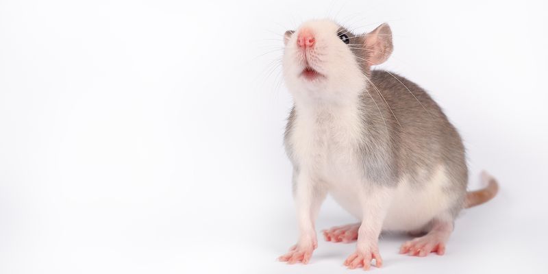 How Psychedelic Drugs Affect a Rat’s Brain | Lab Manager