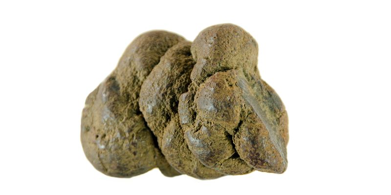 Fossil Poop Infested with Parasites from over 200 Million Years Ago ...