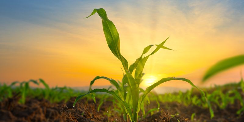 Chemicals from Maize Roots Influence Wheat Yield | Lab Manager