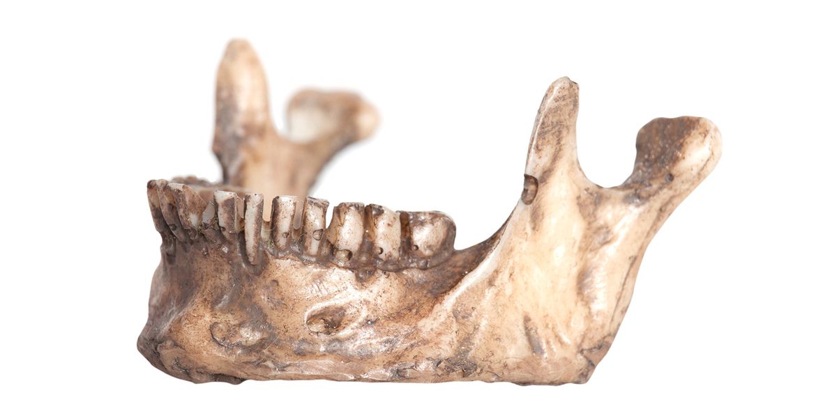Human Jawbone