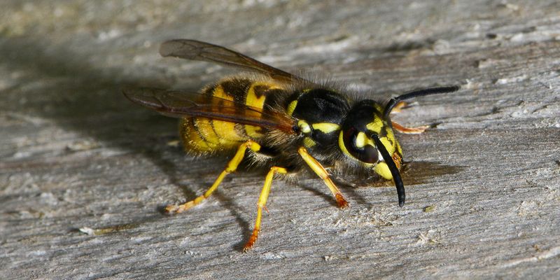 Citizen Scientists Reveal How the Common Wasp Spreads across UK | Lab ...