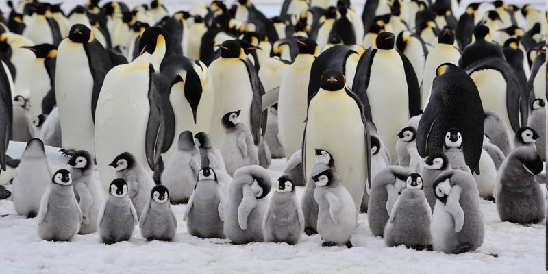 Emperor Penguin Breeding Cycle Australian Antarctic Division