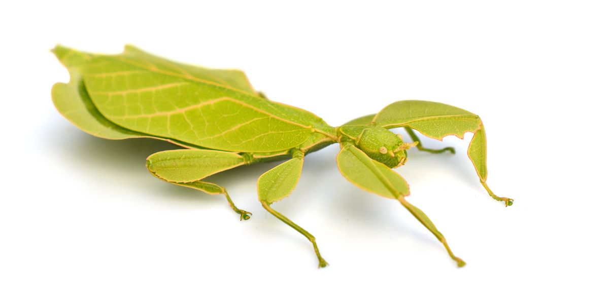 Images Of Leaf Insects On Seven Undescribed Leaf Insect Species