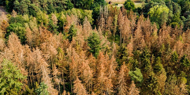 Predicting Forest Death or Recovery after Drought | Lab Manager