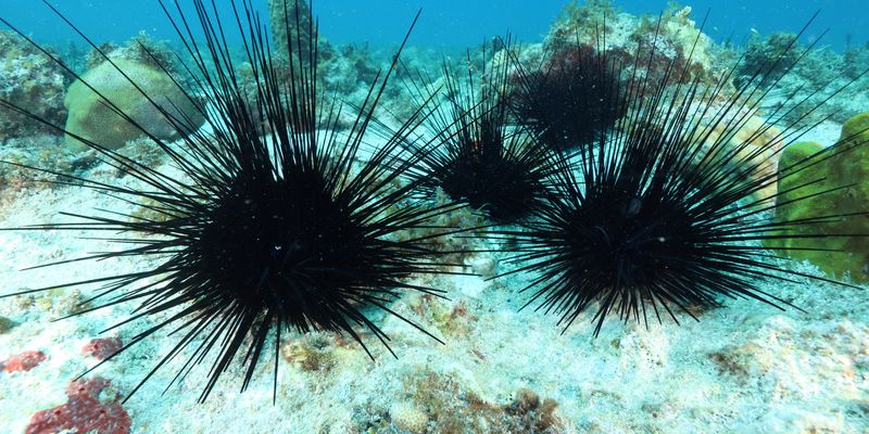 Scientists Find Good Places to Grow Long-Spined Sea Urchins | Lab Manager Scientists Find Good Places to Grow Long-Spined Sea Urchins | Lab Manager