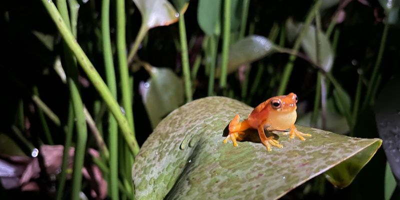 Protecting Lands Slows Biodiversity Loss among Vertebrates by Five ...