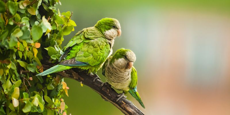 Unique Voice Print in Parrots | Lab Manager