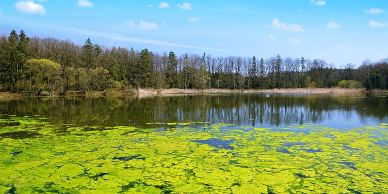 Climate Is Increasing Risk of High Toxin Concentrations in Northern US ...