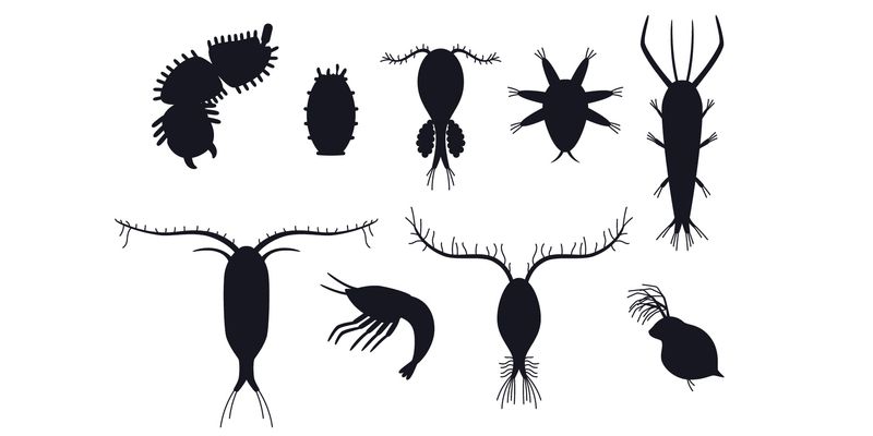 Bizarre New Fossils Shed Light on Ancient Plankton | Lab Manager