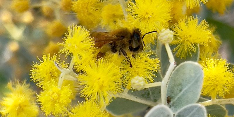 Two Bee Species Become One as Researchers Solve Identity Puzzle | Lab ...