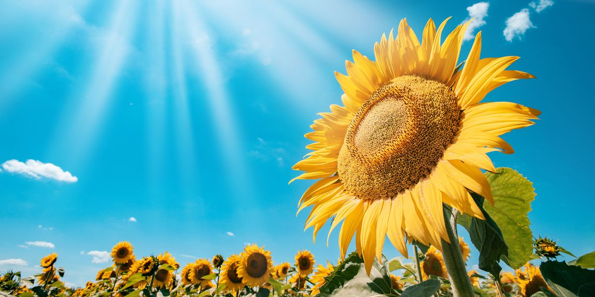 Sunflowers And The Sun Gardyn's New Sunflower Gardyn