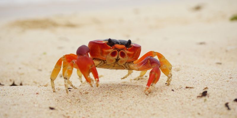 Types of Crabs: The Epic Evolutionary Journey of True Crabs | Lab Manager