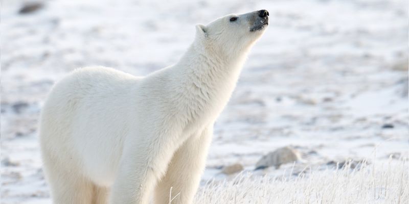 For Years, Polar Bears Have Been Retreating Due to Rising Sea Temperatures | Lab Manager