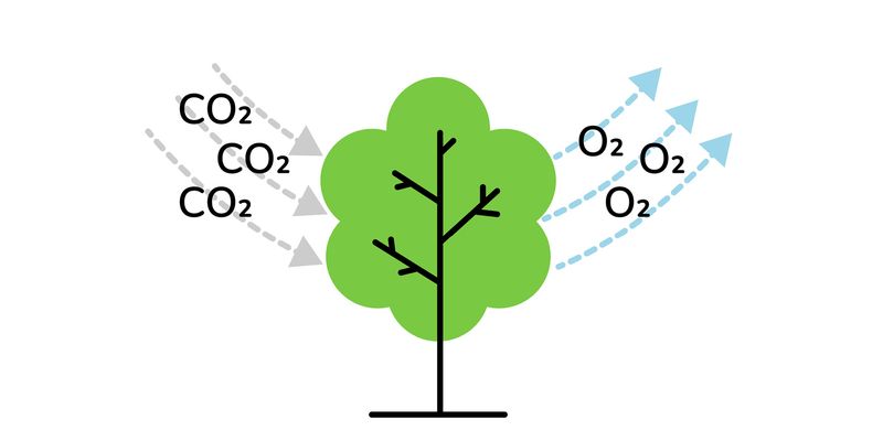 Plants Might Be Able to Absorb More Carbon Dioxide than Previously ...