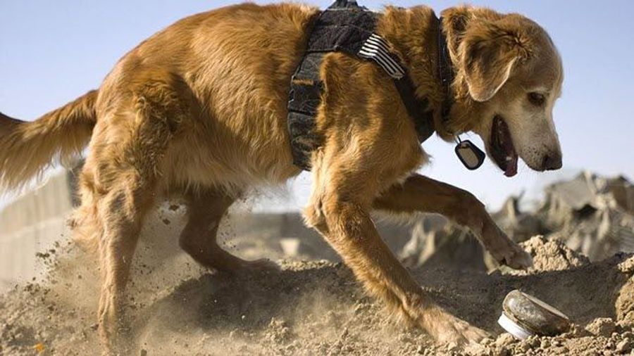 Researchers Hope a 'Robo-Nose' Could Give K-9 Officers a Break | Lab ...