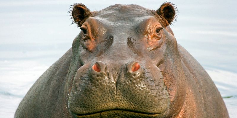European Common Hippopotamus Fossil Reveals Their Middle Pleistocene ...