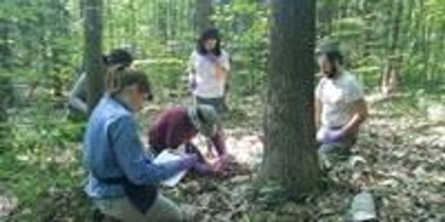 Rare and Diverse Giant Viruses Unexpectedly Found in a Forest Soil ...