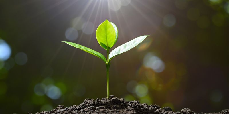 How Do Plants Determine Where the Light Is Coming From? | Lab Manager