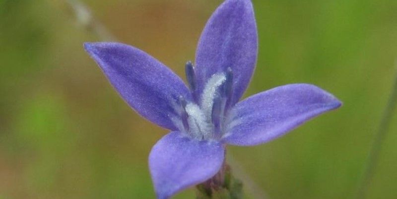 Scientists Harness Flower ‘Super Power’ to Pave the Way for New Drug ...