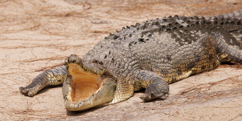 Researchers Map Crocodile Family Tree to Shed Light on Their Evolution ...