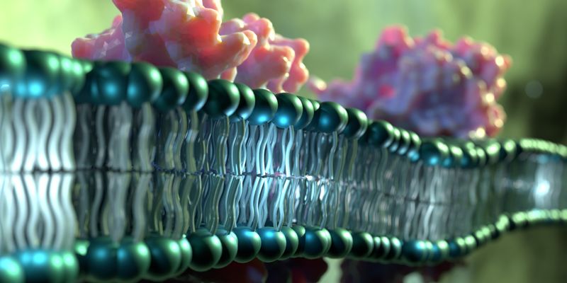 New Research Shows How Important Protein Keeps Our Cell Membranes in ...