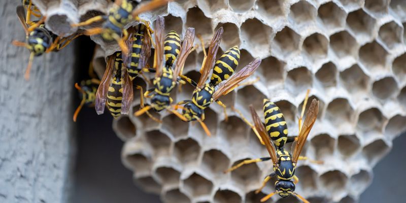 Biopesticide Is Harmless to Mammals but Can Wipe Out Colonies of Wasps ...