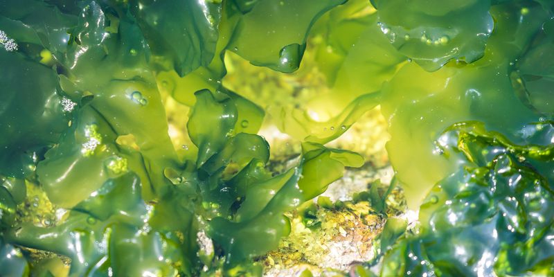 Biopolymers Derived from the Ocean to Replace Synthetic Plastic Films ...