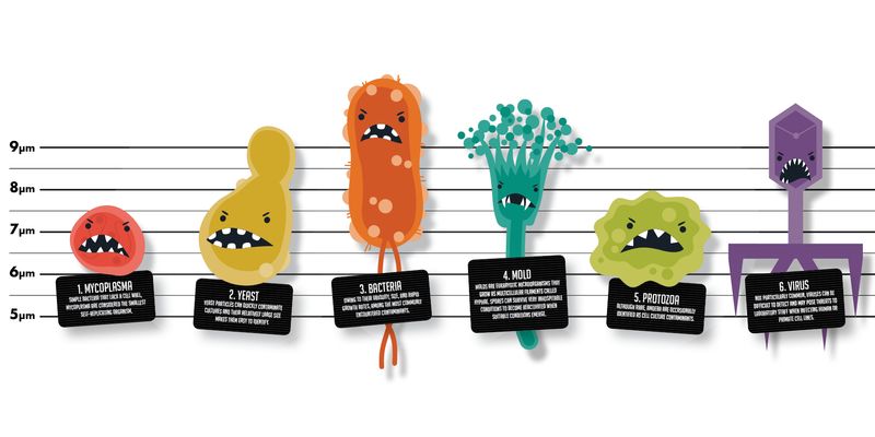 Protect Your Lab from Cell Culture Contamination | Lab Manager