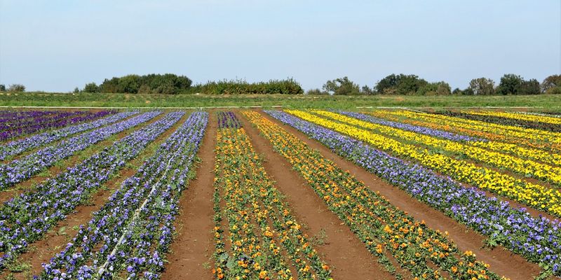 Wildflowers Increasingly Doing without Insect Pollinators | Lab Manager