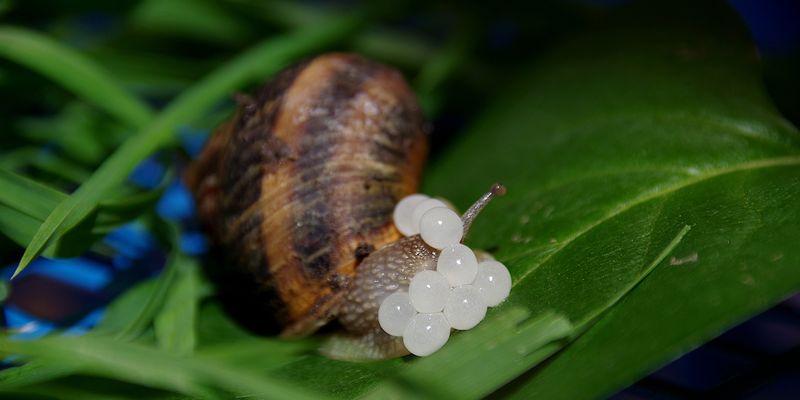 The Evolution of Moving from Egg Laying to Live Birth in Snails | Lab ...