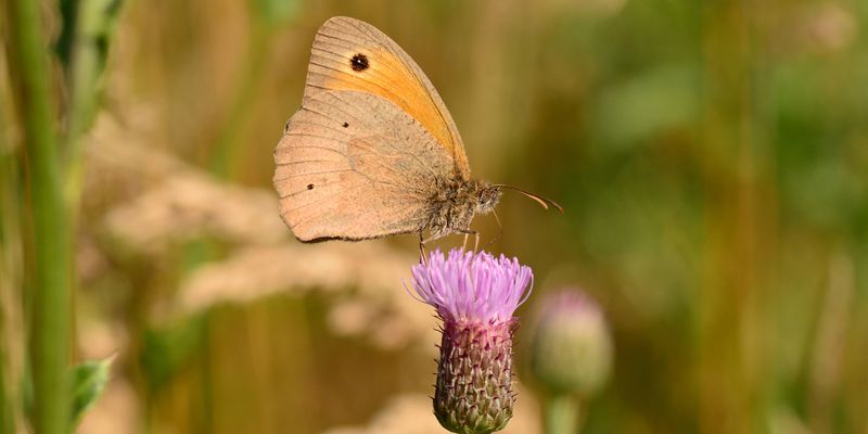 Butterflies Could Lose Spots as Climate Warms | Lab Manager
