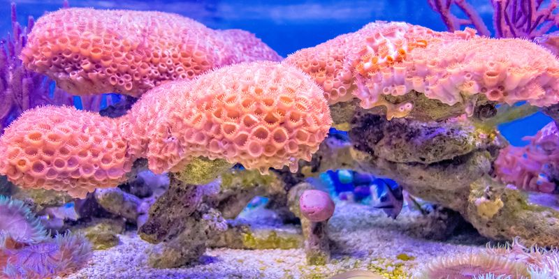 South Florida’s Nearshore Reefs Less Vulnerable to Ocean Acidification ...