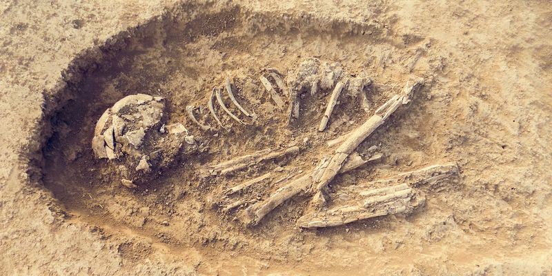 Ancient Chewing Gum Reveals Stone Age Diet | Lab Manager