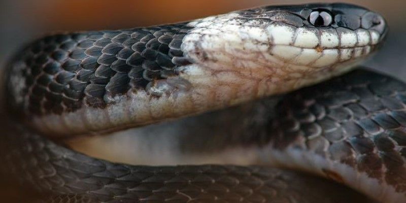 New Coffee Snake Species Discovered in Ecuador’s Cloud Forests | Lab ...