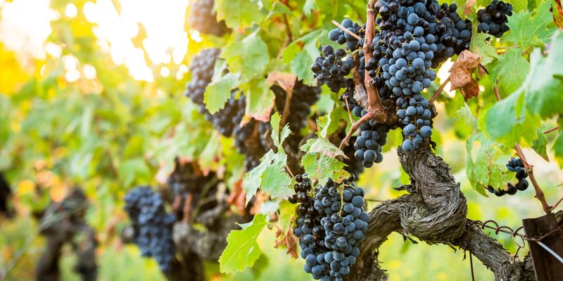 Spray Coating for Grapes Shows Promise in Battle between Wildfire Smoke ...