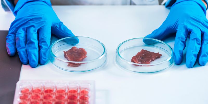 A Non-Allergenic Wheat Protein for Growing Better Cultivated Meat | Lab ...