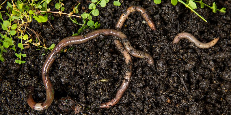 Alien Invasion: Non-Native Earthworms Threaten Ecosystems | Lab Manager
