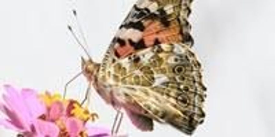 Sequencing Pollen DNA to Discover Insect Migratory Routes | Lab Manager