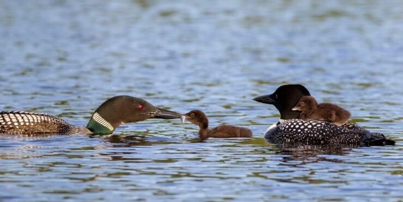 Common Loons Threatened by Declining Water Clarity | Lab Manager