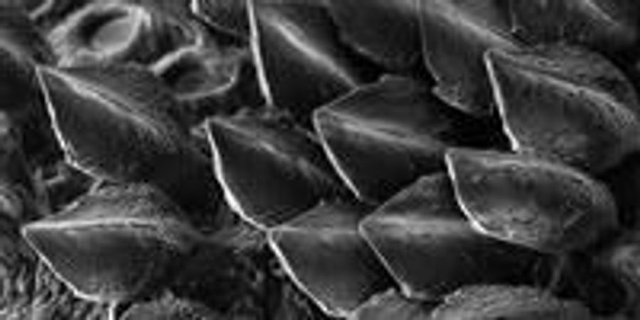 Codebreaker Turing's Theory Explains How Shark Scales Are Patterned ...