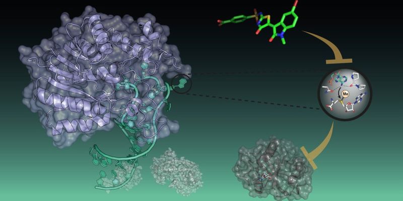 A Promising Target for New RNA Therapeutics Now Accessible | Lab Manager