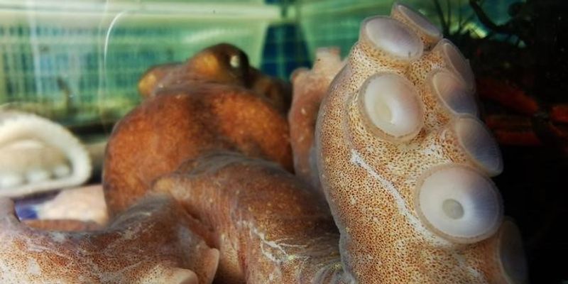 Octopus Inspires New Suction Mechanism for Robots | Lab Manager