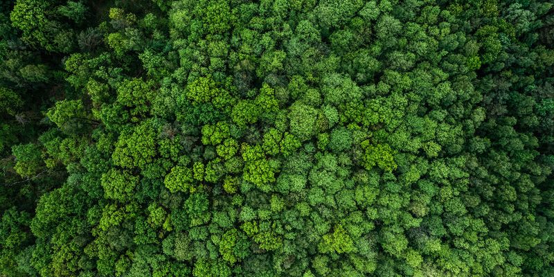 Are Carbon-Capture Models Effective? | Lab Manager