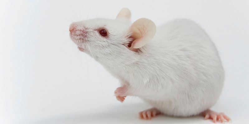 Scientists Create Mice with Traits of Tourette Disorder, Furthering ...